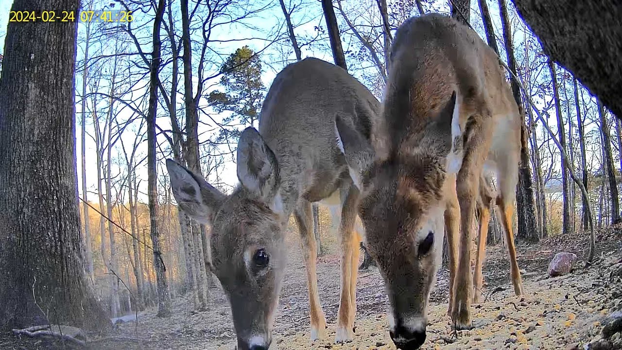 Up Close and Personal with Deer | Outdoor Videos #deer #whitetaildeer ...