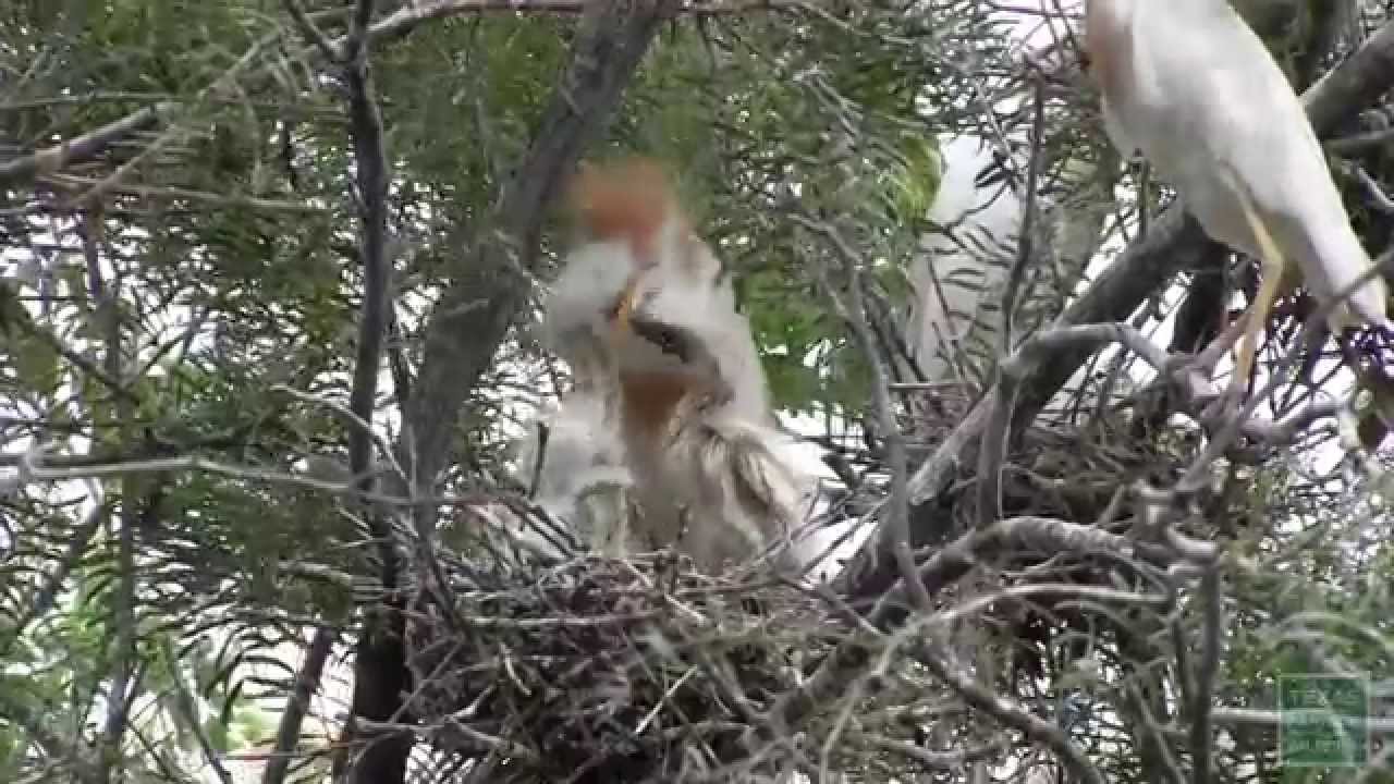 Managing Egret and Heron Rookeries - YouTube