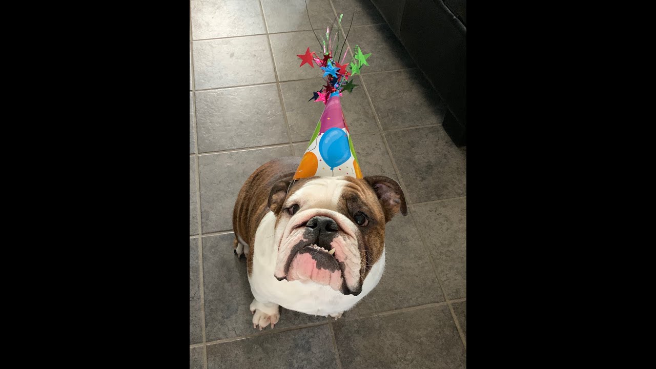 Clyde's Life Year 1, Dog Slideshow, English Bulldog, Funny Dog Video ...