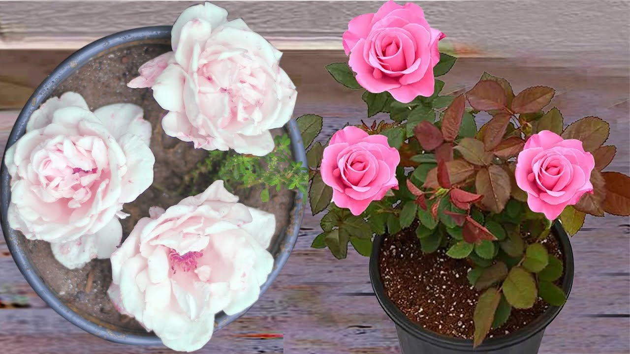 Rose Propagation Techniques From Buds - YouTube