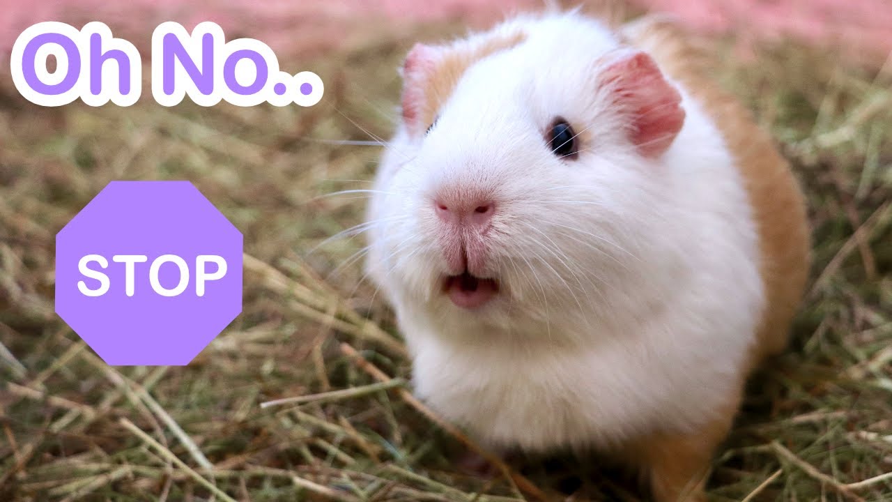 Guinea Pig Mistakes You Will Make - YouTube