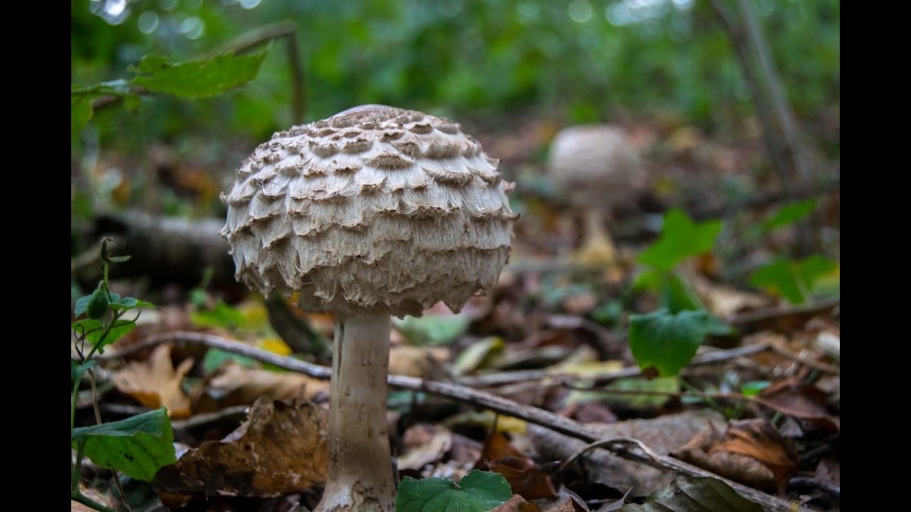 How I shoot Nature Photography Step by Step with camera settings - YouTube