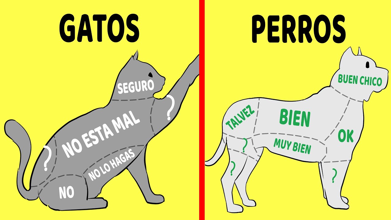Cómo Le Gusta A Su Mascota Que Lo Acaricien Youtube
