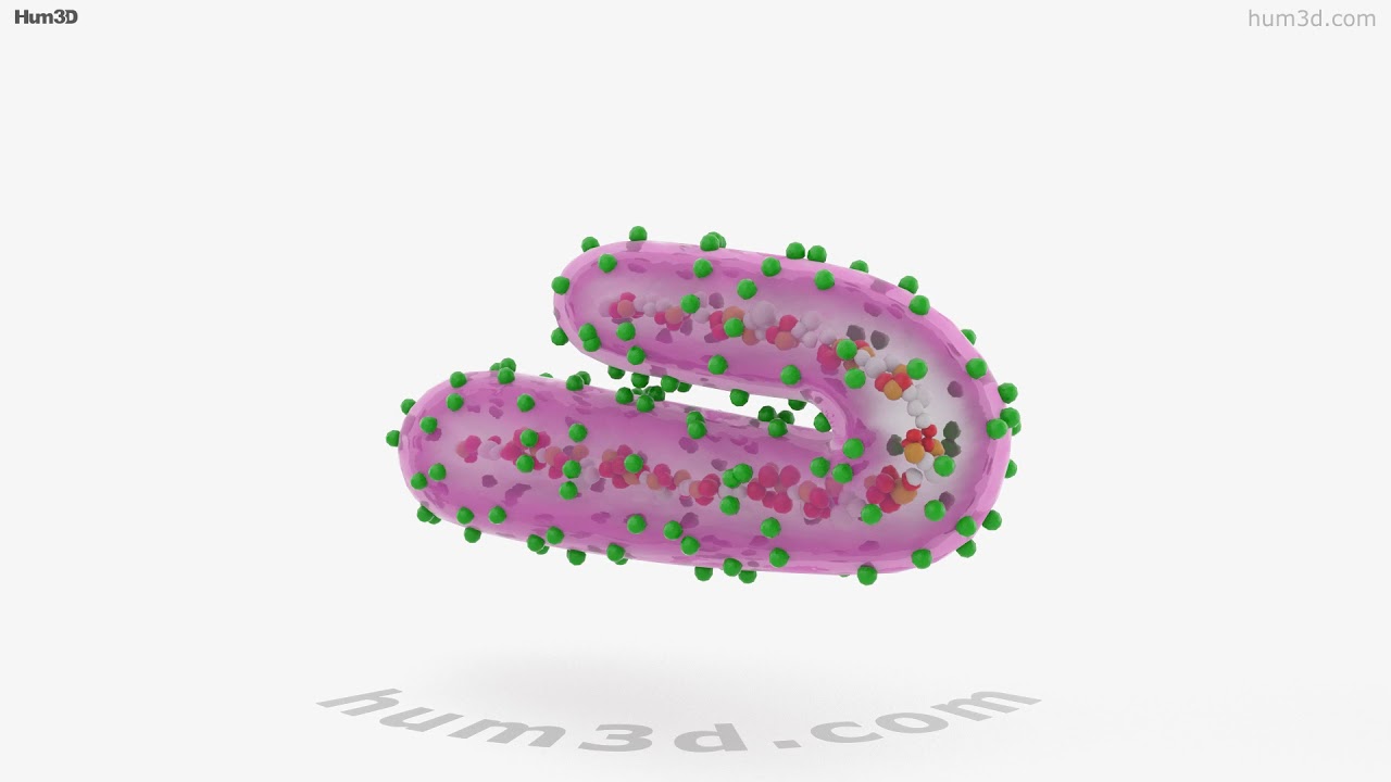 Marburg Virus 3D model by 3DModels.org - YouTube