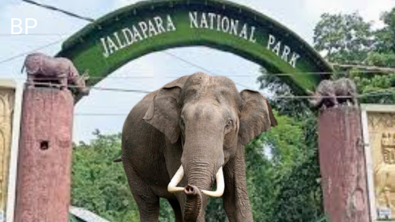 Jolda para - YouTube