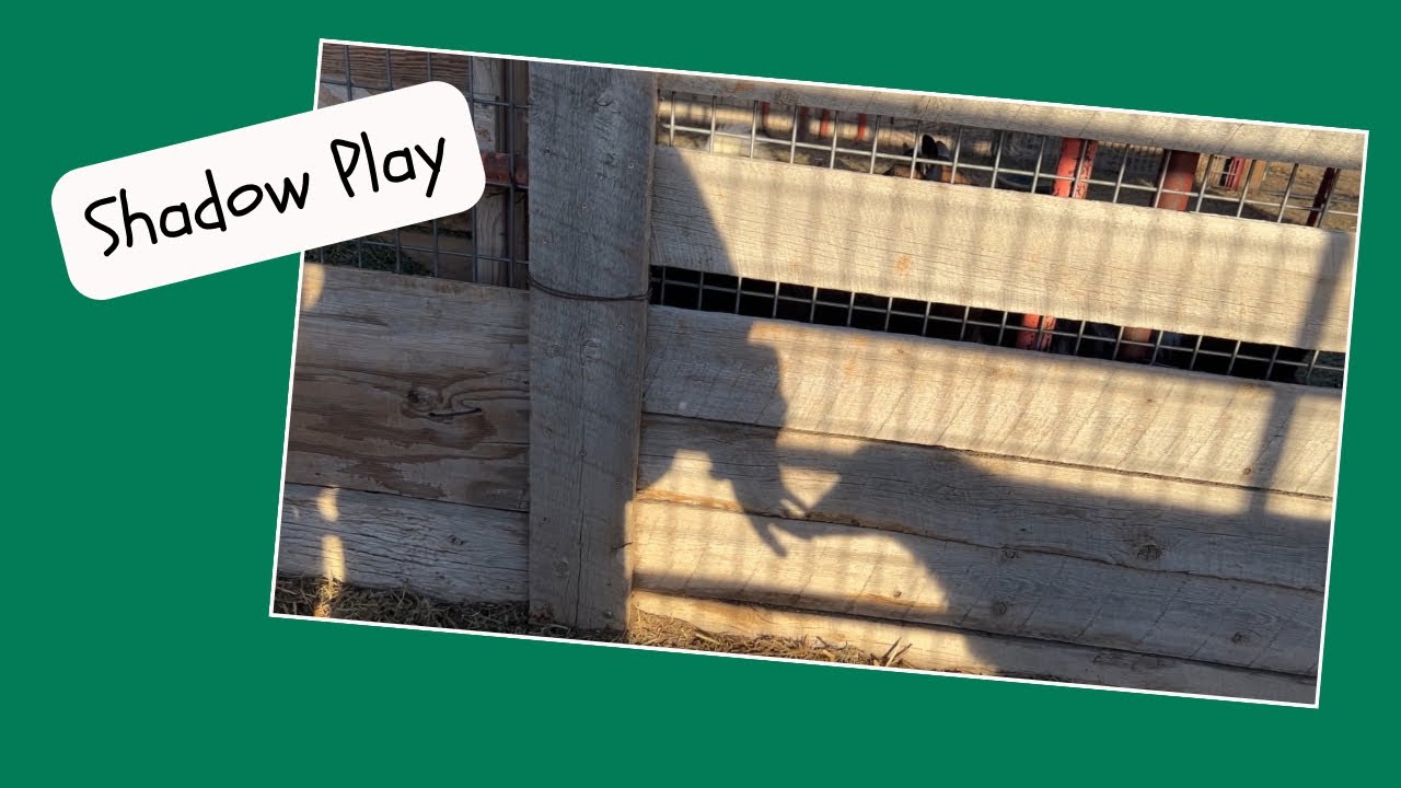 Shadow Play - YouTube