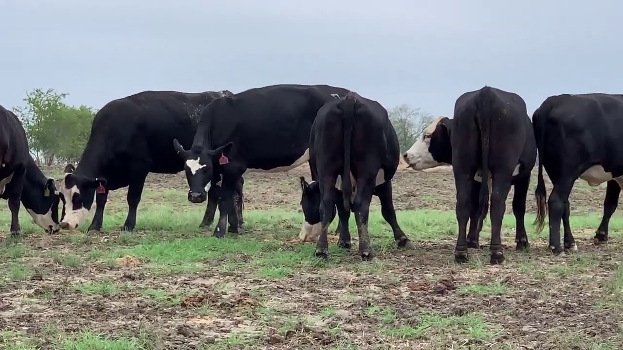 10 head of Black Baldy and Motley Face Bred Cows, #09152 | Cattle for ...
