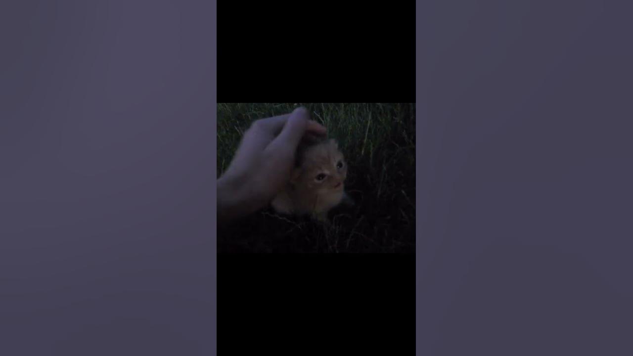 к о т и к Youtube