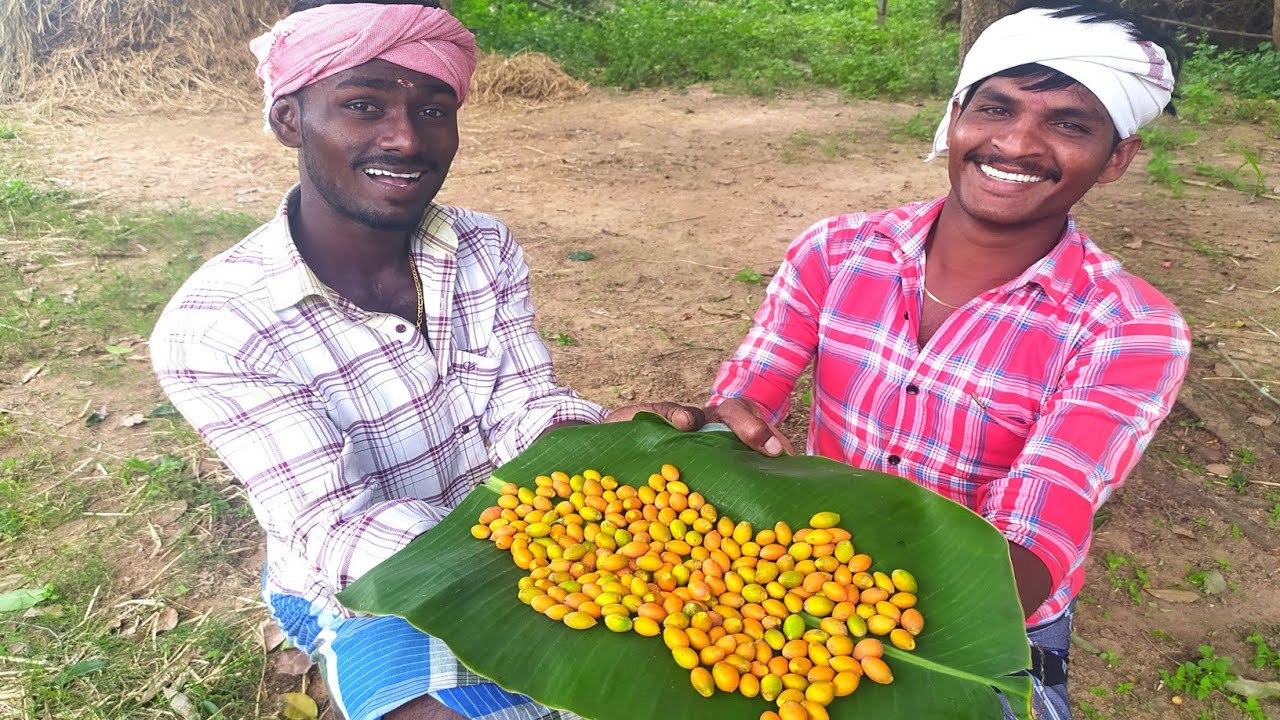 Farm fresh Mimusops Elengi Fruit (magizham fruit) picking and eating in ...
