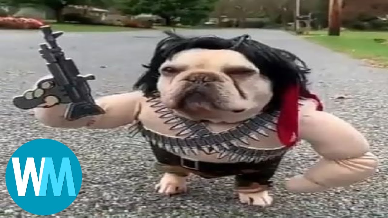 Top 5 Goofy Dogs part 4 - YouTube