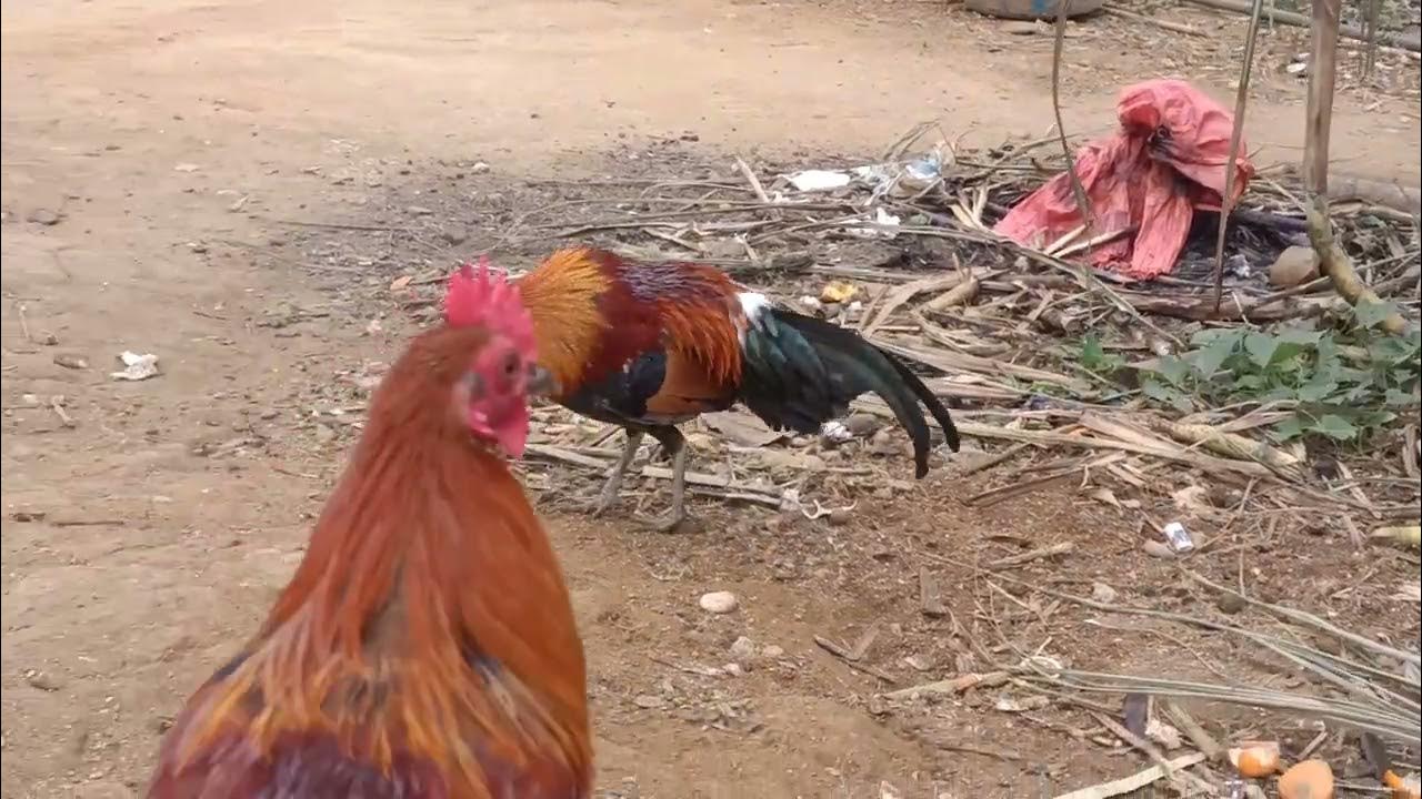Gà rừng rặc thả tự nhiên và mồi tơ cự nhau / Lau qaib qus tso thiab me nyuam qaib dib - YouTube