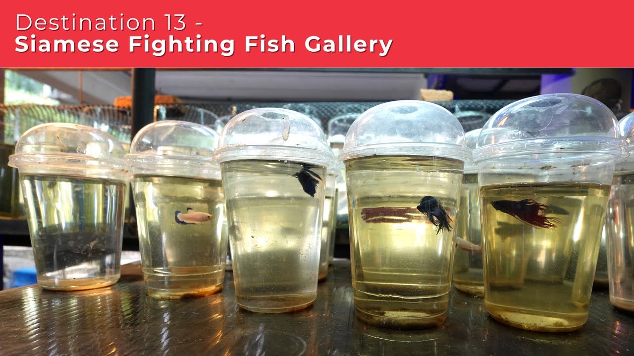 #13/14 ️ Siamese Fighting Fish Gallery Team-building in Bang Krachao ...