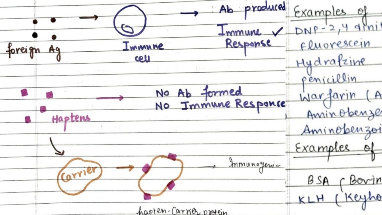 Haptens ||Notes 📝😎#immunology 🤩 - YouTube