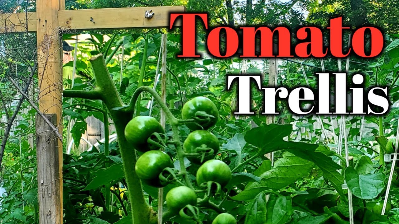 String Tomato Trellis Build +2 Other Tomato Trellis Options - YouTube