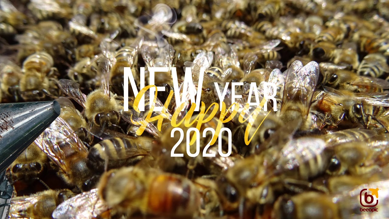 Happy new year Beeopic 2020 - YouTube