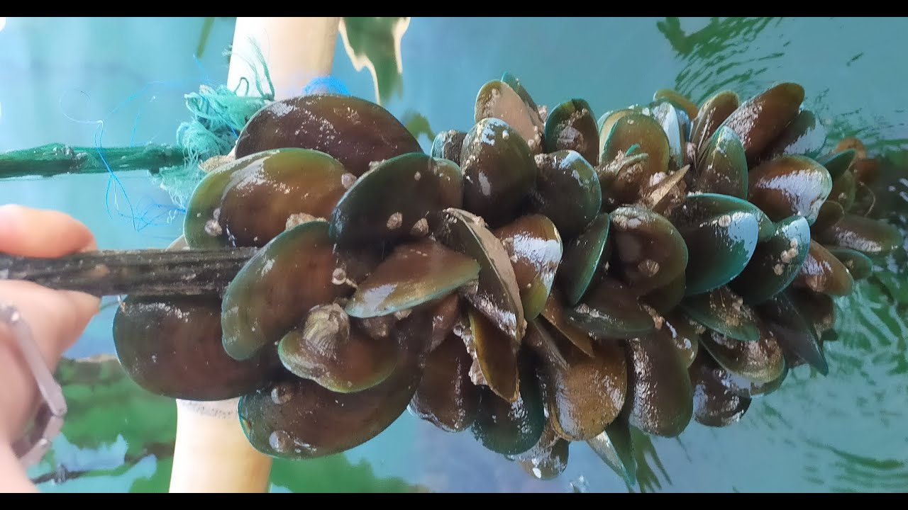 Mussel farm (Unlimited Tahong) - YouTube