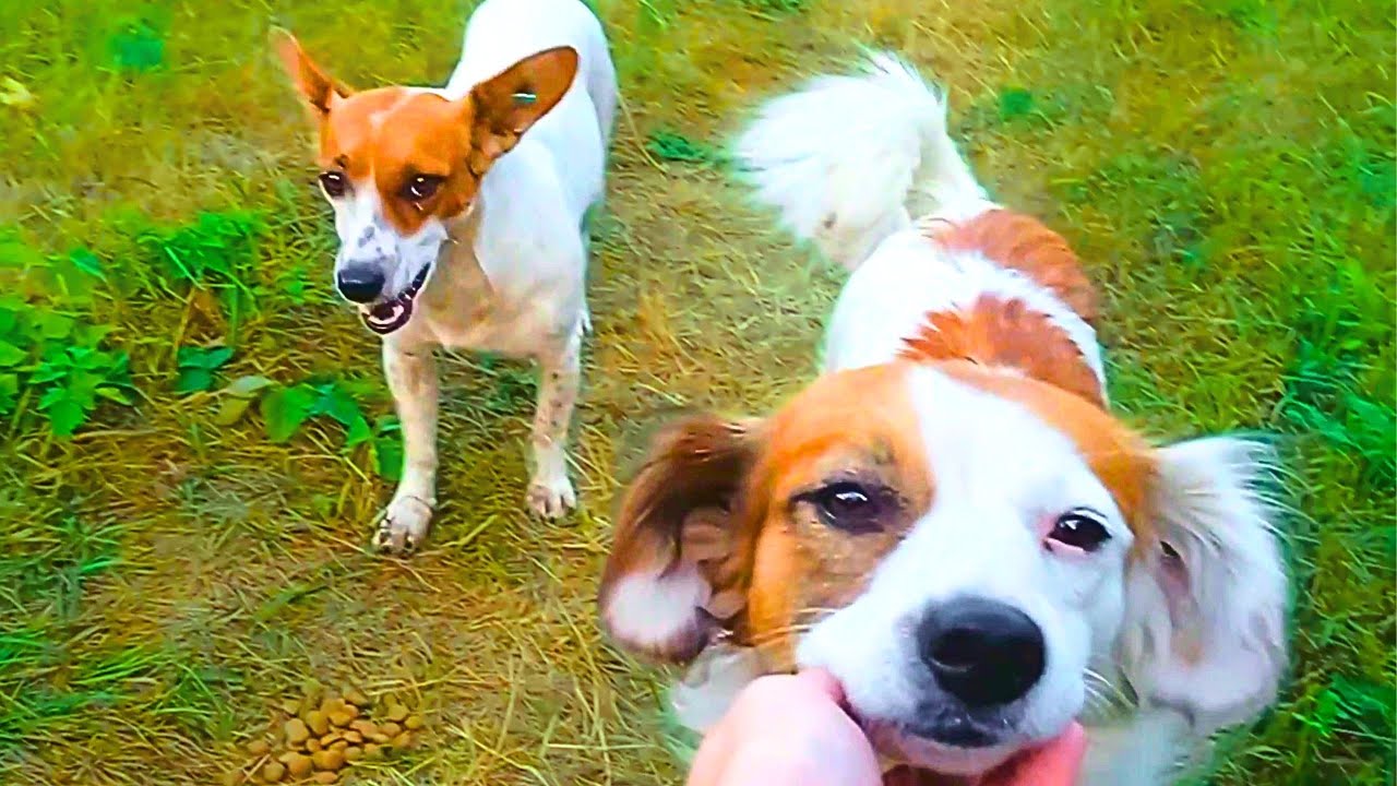 Two adorable dogs, mother and daughter, spending time together!!!🐶 ️ ...