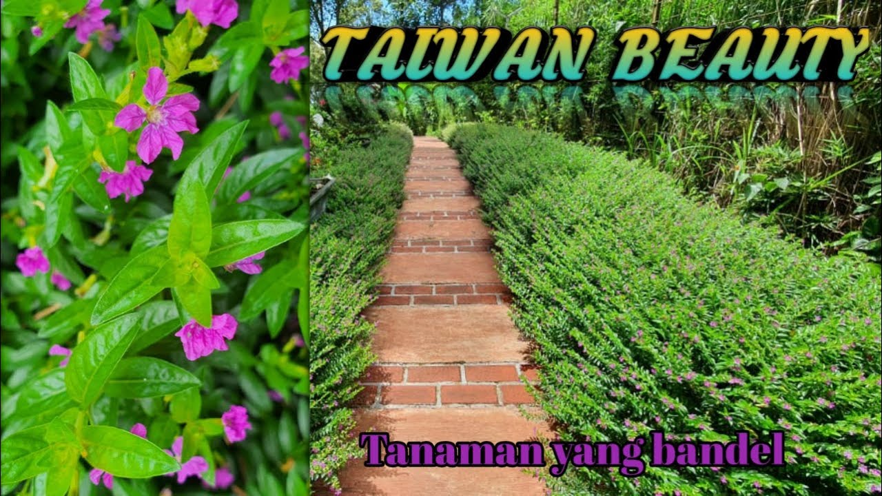 Mengenal Tanaman Taiwan Beauty | BUTANI CHANNEL - YouTube