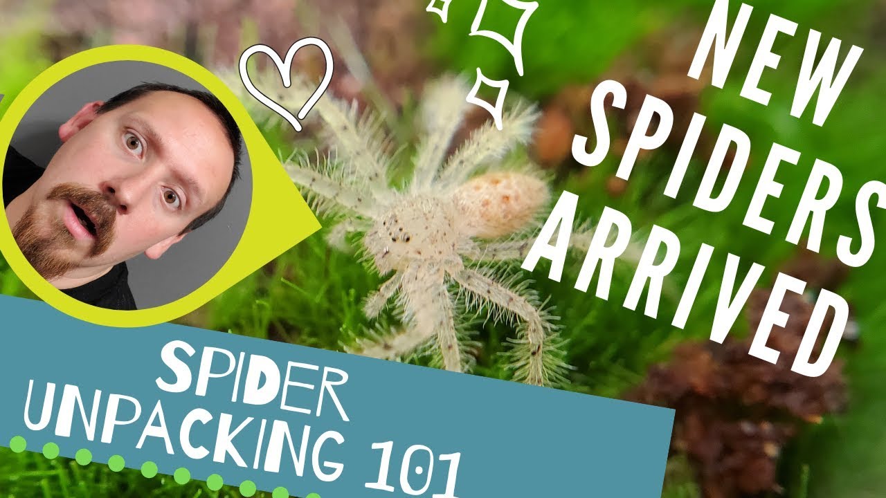 Spider Unboxing the Breakdown. - YouTube