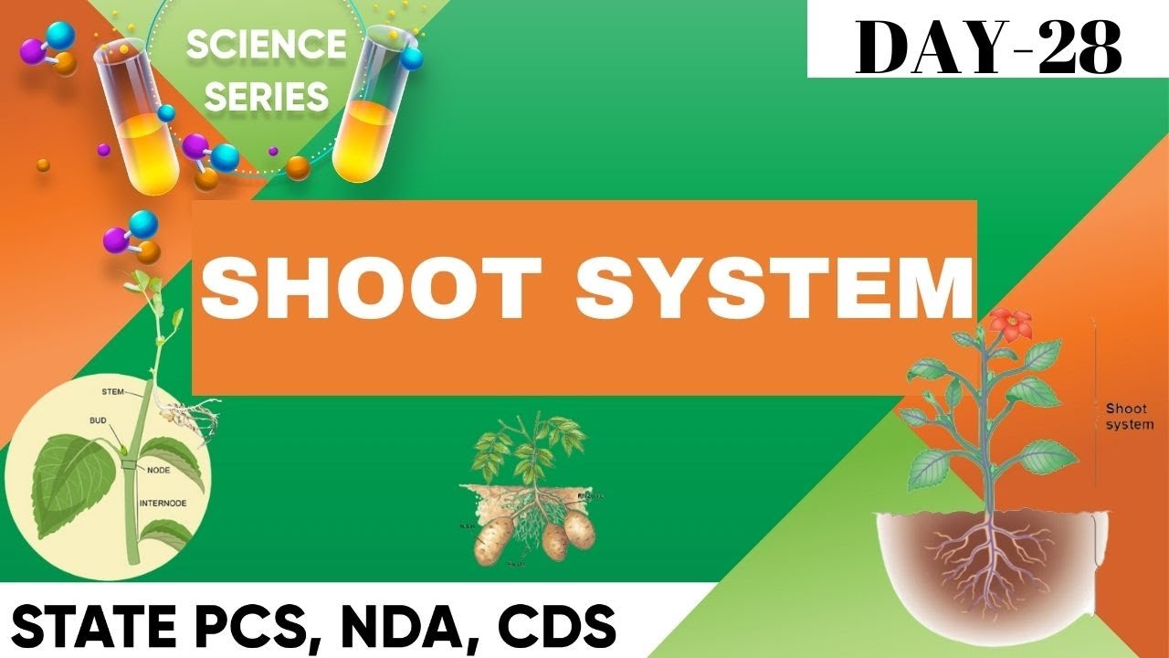 Science Series || Biology || Shoot System || Day-28 - YouTube