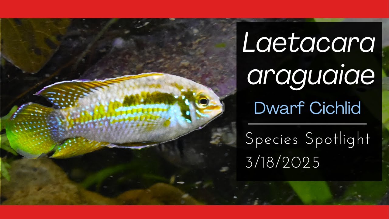 Smiling Acara Cichlid Laetacara araguaiae | Species Spotlight - YouTube
