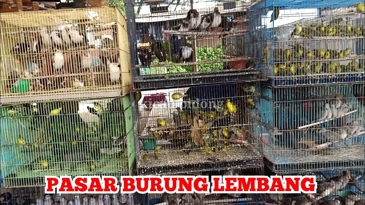 Pasar Burung Lembang Ciledug Tangerang | kicau pidong - YouTube