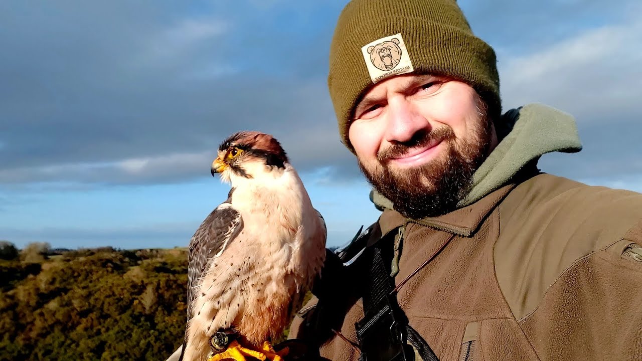 Lanner Falcon Training and Lure Flying Action Clips. - YouTube