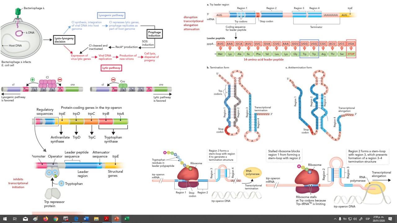 fago lambda operón triptófano biología molecular biology - YouTube