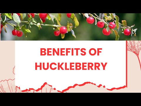 Benefits of Red HUCKLEBERRY - YouTube