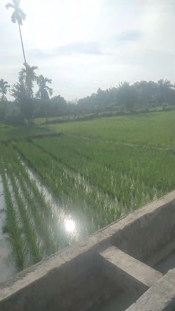 Virall, jalan Persawahan penuh dengan pemandangan yabg indah - YouTube