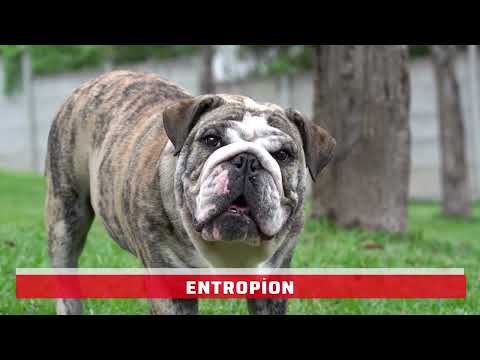 Köpek Irkları İngiliz Bulldog ve Özellikleri - Pratik Bilgi Bankası