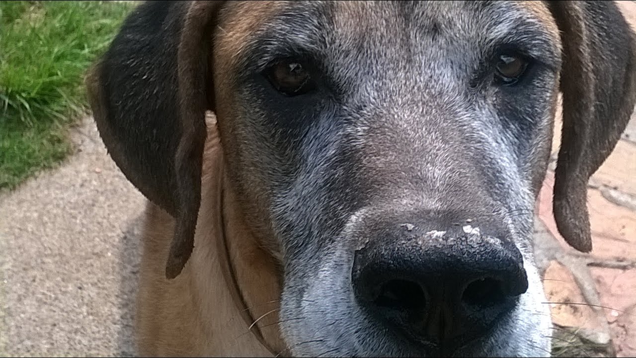 A Dog Named Buster - YouTube