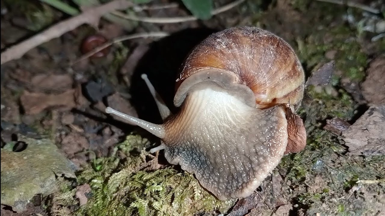 snails bekicot siput - YouTube