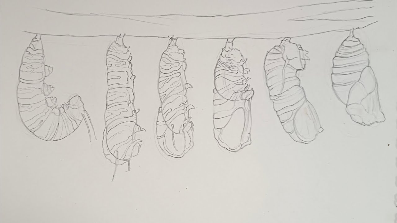 Draw butterfly cocoon | Insects - YouTube