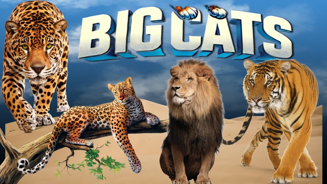 Wild Big Cats Family | Exploring Lions | Tigers | Leopards & Jaguars ...