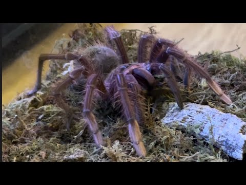 PINKFOOT GOLIATH TARANTULA ‘NYX’ ON THE PROWL (Theraphosa apophysis ...