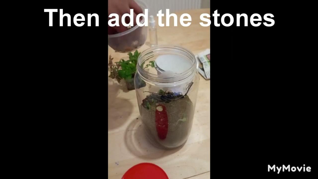 How to make an ecosystem in a jar 🫙 - YouTube