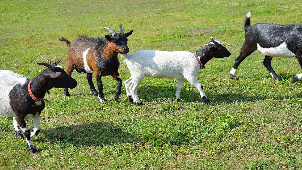 Relaxing & Peaceful Goat Farm | Animal Sounds with Peter Baeten - YouTube