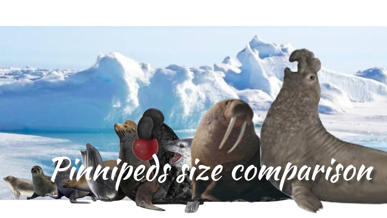 Pinnipeds Size Comparison - YouTube