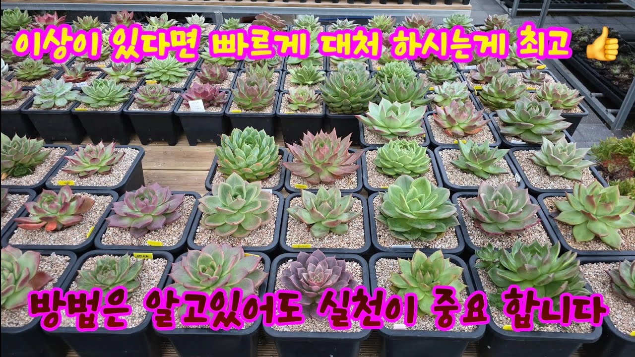 아무리 좋은 정보도 이해를 못하면 무용지물 제대로 알고 대처하는게 중요 합니다 다육이는 주인의 정성과 사랑으로 성장합니다 많이