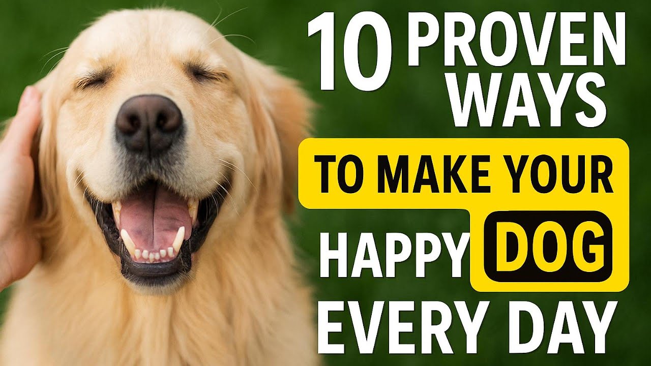 Proven Ways to Make Your Dog Happy Every Day - YouTube