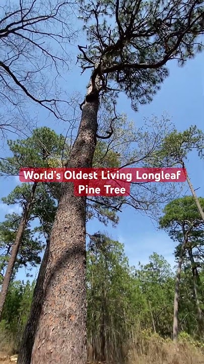 World’s Oldest Living Longleaf Pine Tree! #shorts - YouTube