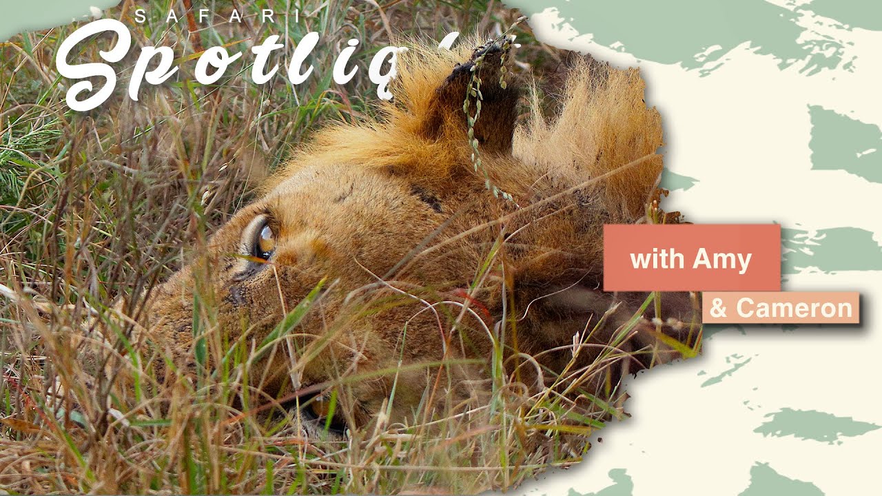 Mohawk the lion navigates the ever-shifting dynamics of the Sabi Sand ...