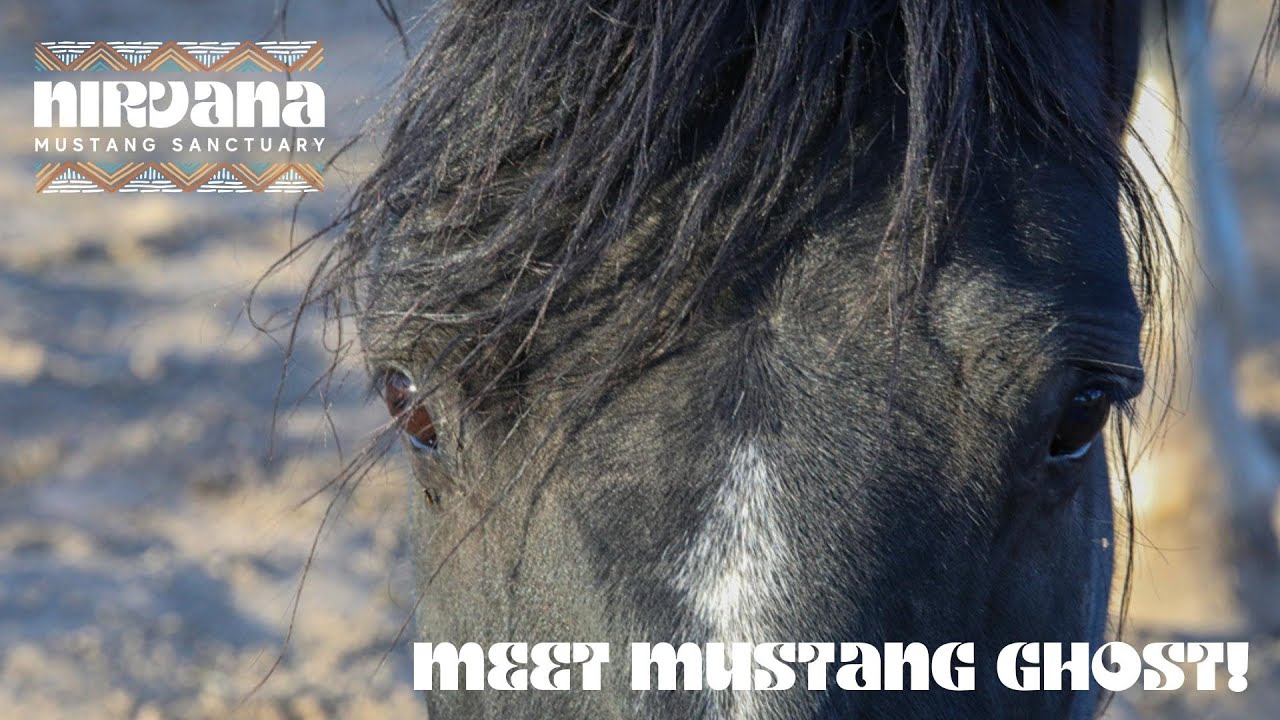 Meet Mustang Ghost of Nirvana Mustang Sanctuary! - YouTube