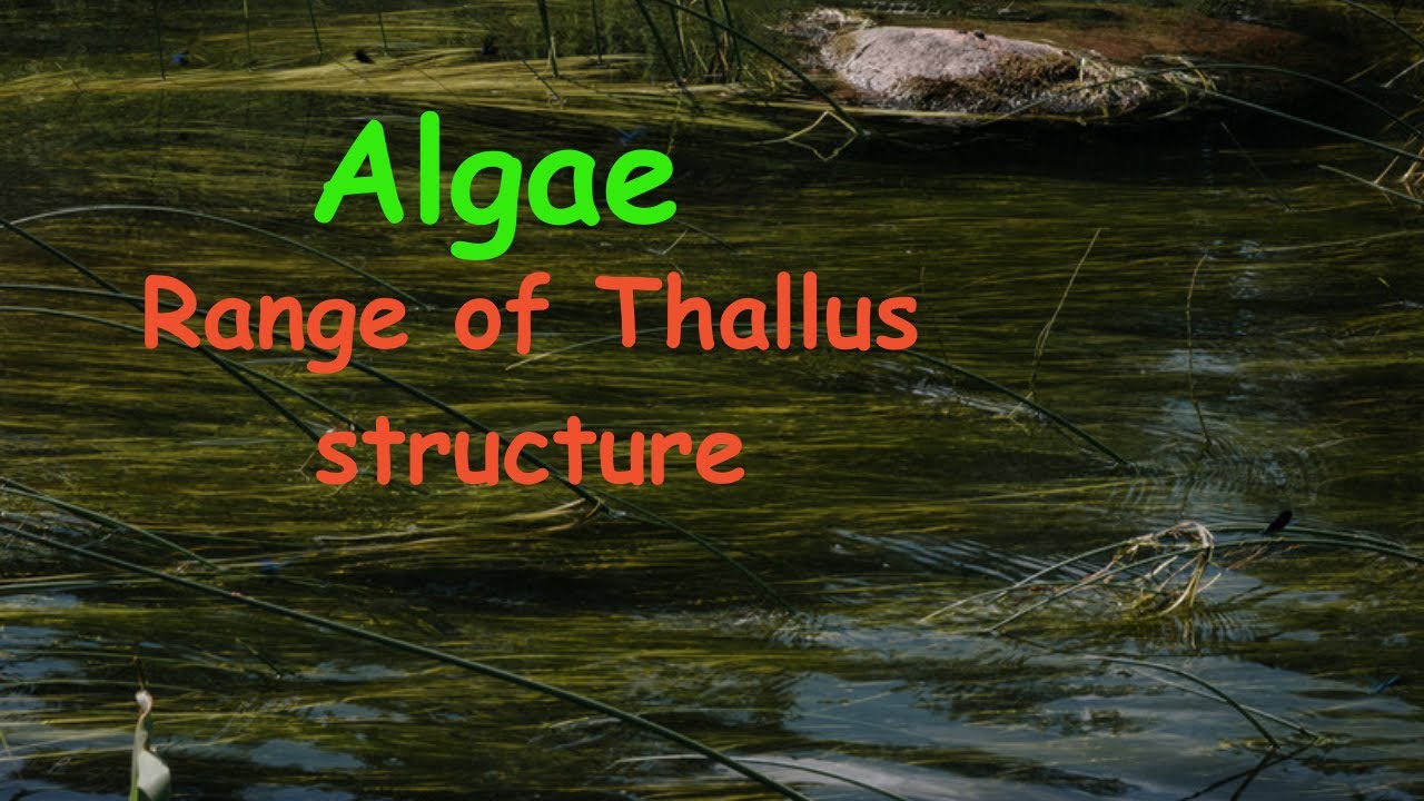 Algae- Range of thallus structure - YouTube