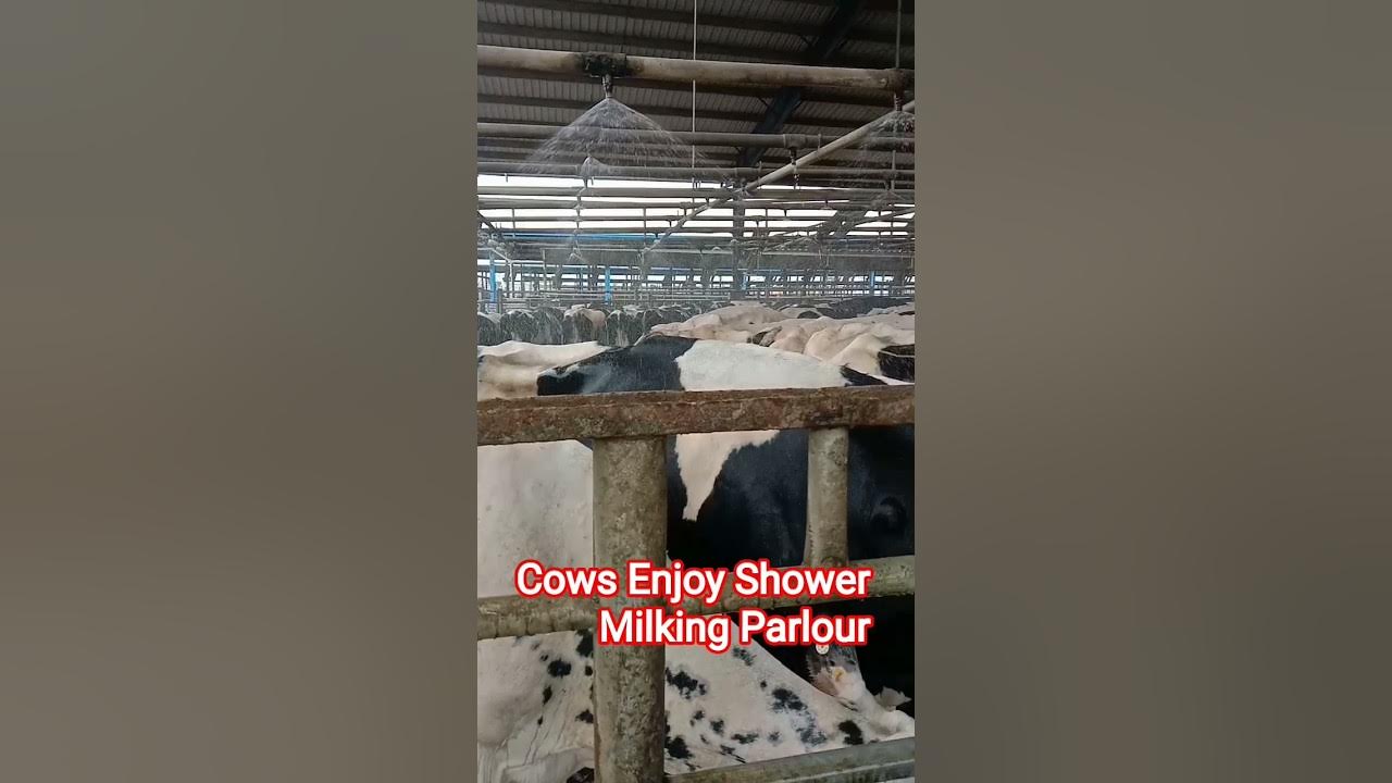 "cattle shed cows enjoy milking parlour"#dairyherd #cow #farming #farmanimals #love #lovely ...