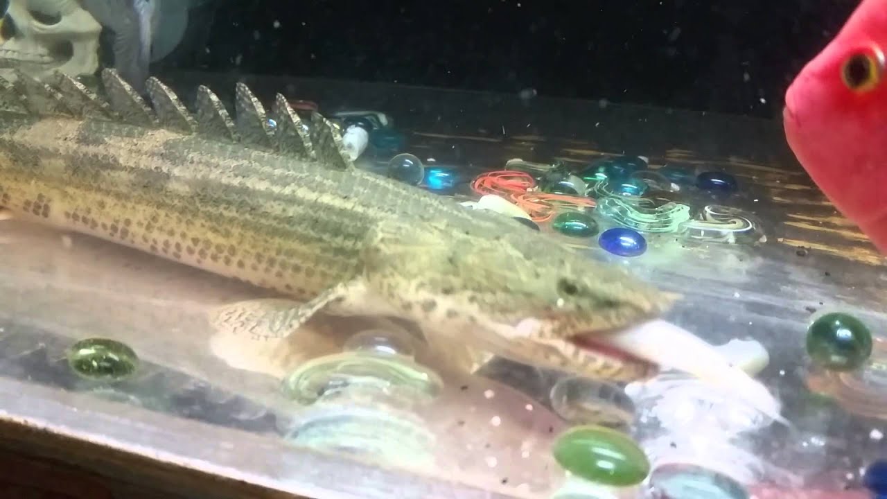 Koliba bichir eating smelt fish - YouTube