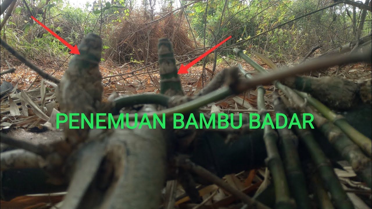 PENEMUAN BAMBU BADAR, BOBEN CHANNEL - YouTube