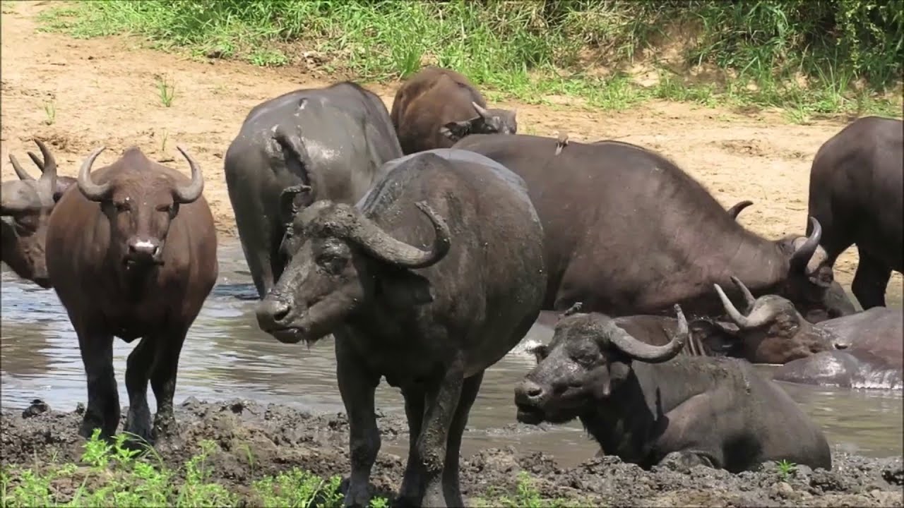 African Buffalo Enjoying Mud Bath - Safari Life - YouTube