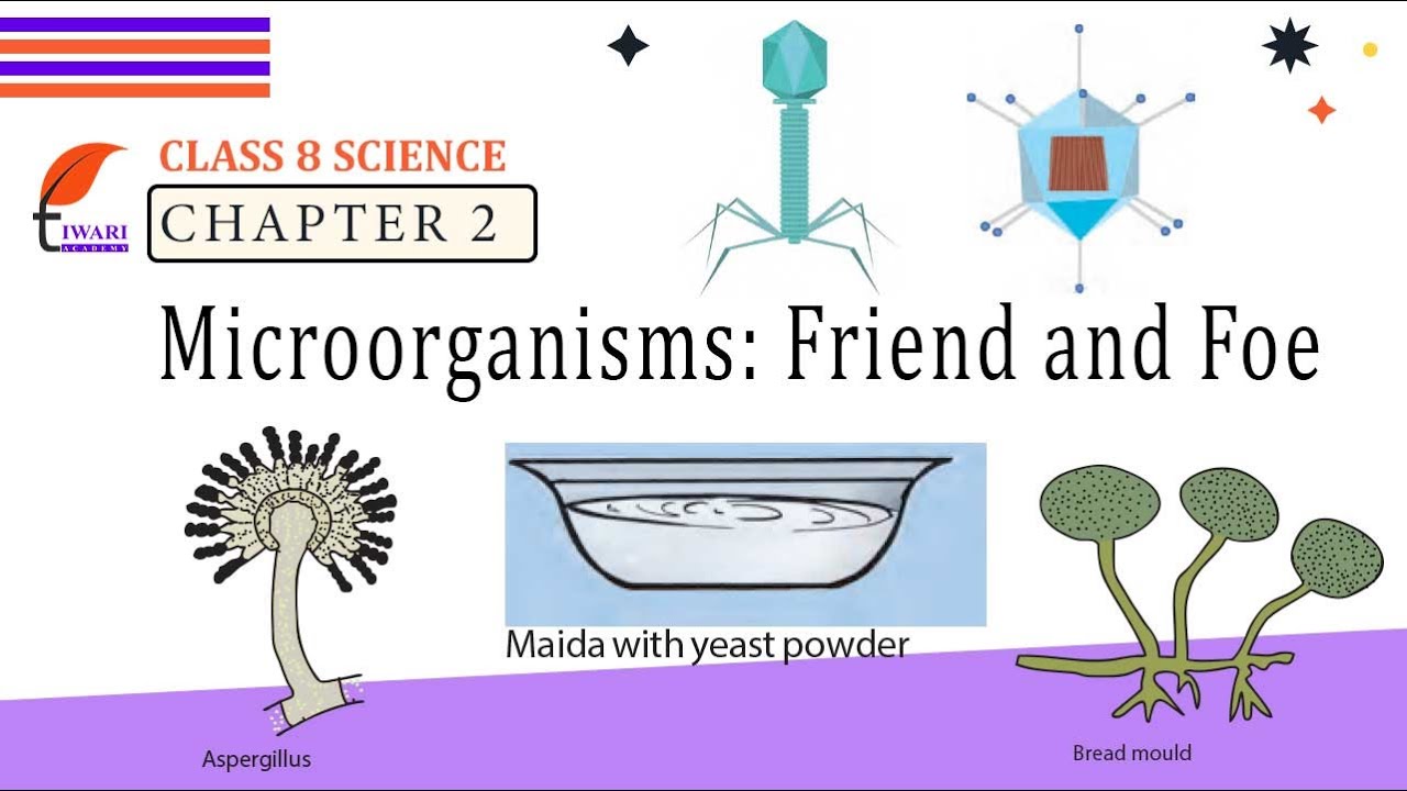 Class 8 Science Chapter 2 Microorganisms Friend And Foe YouTube class-8-science-chapter-2-microorganisms-friend-and-foe-youtube